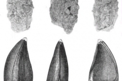 Have I found a Tooth? - DinoWight