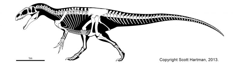 Neovenator, an Isle of Wight Neovenatorid, an allosauroid dinosaur from ...