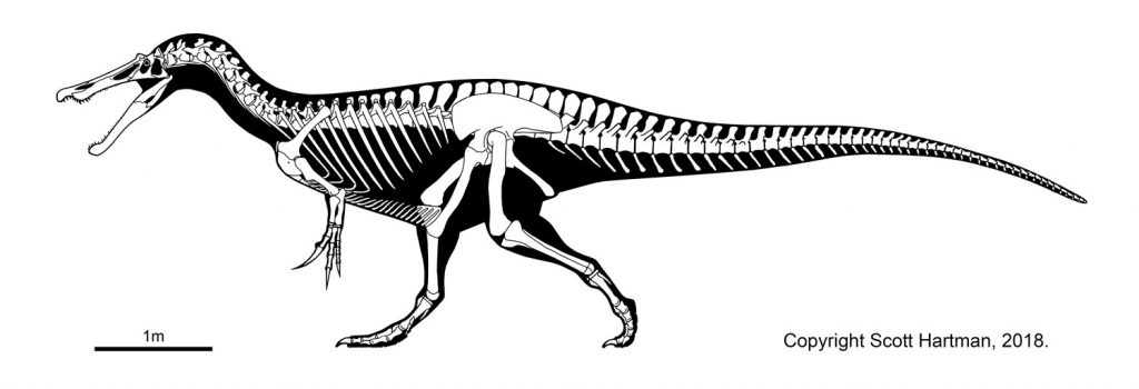Baryonyx, An Isle of Wight Spinosauroid - DinoWight