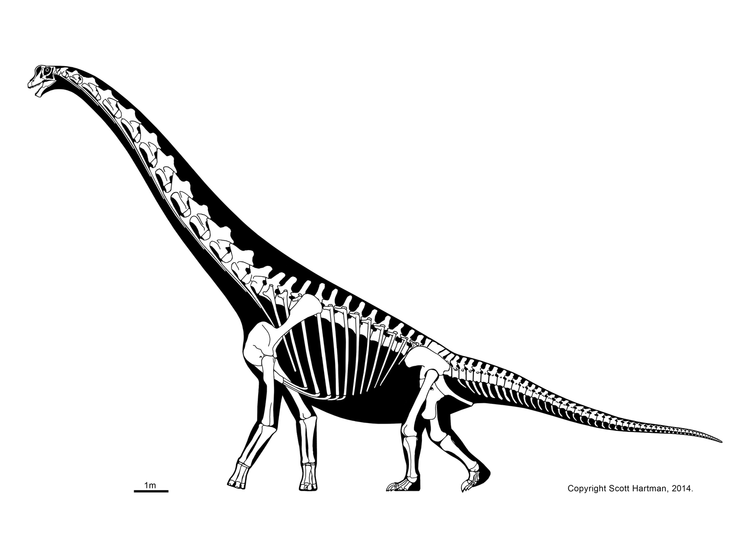 Ornithopsis, an Isle of Wight Brachiosaur - DinoWight