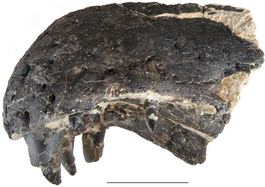 Baryonyx, An Isle of Wight Spinosauroid - DinoWight