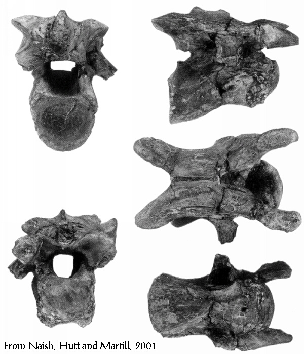 Calamosaurus, an Isle of Wight tyrannosauroid - DinoWight